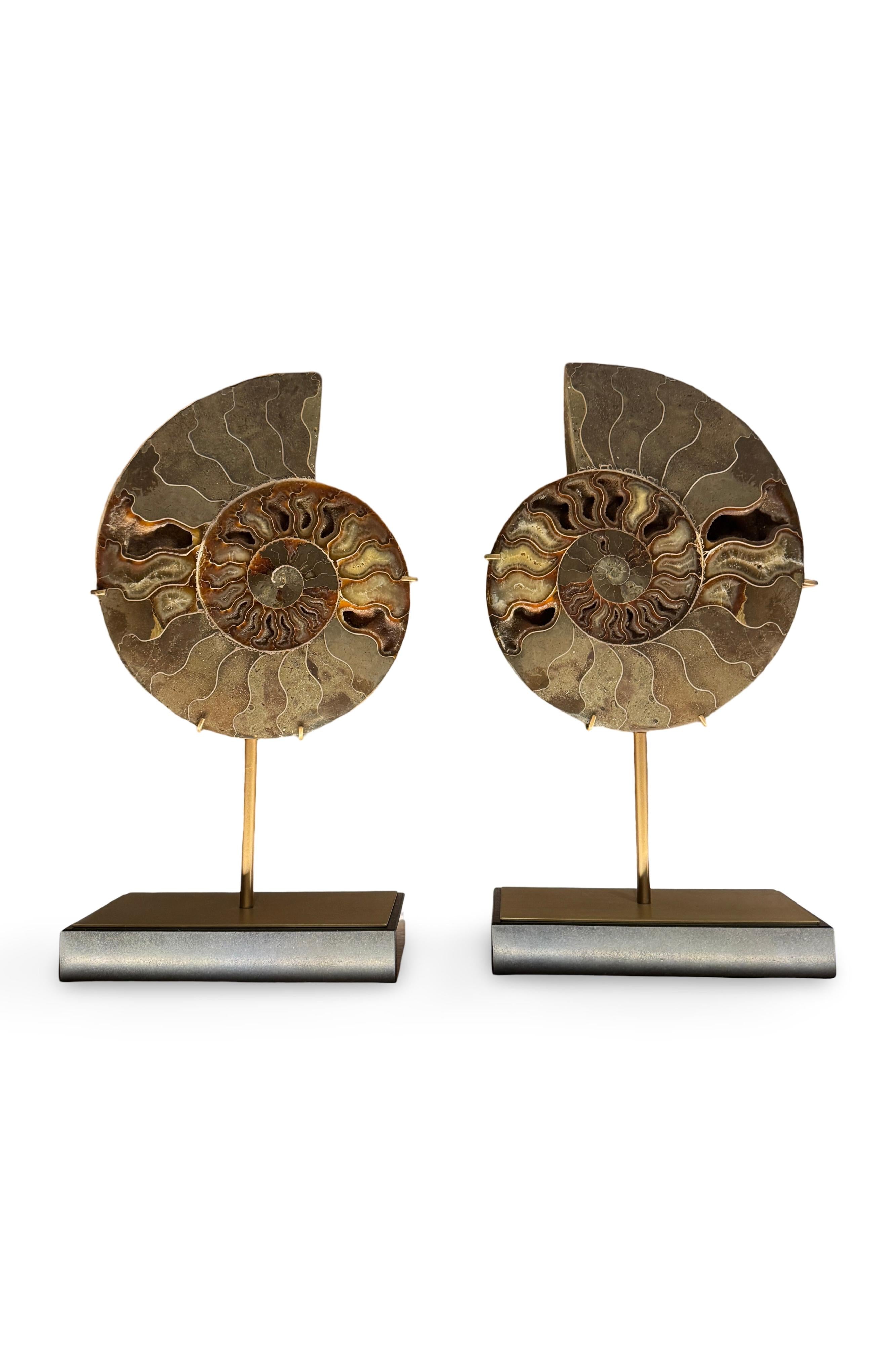 Ammonite Pair on Custom Stands – Beaureguards